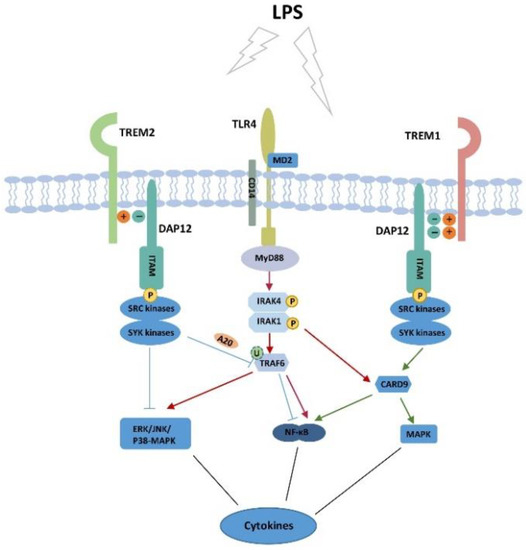 Function of TREM1 and TREM2 in Liver-Related Diseases