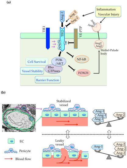 Insight into the Role of Angiopoietins in Ageing-Associated Diseases