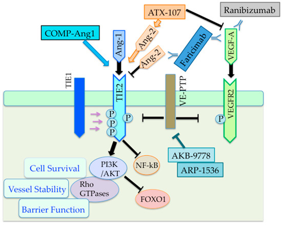 Insight into the Role of Angiopoietins in Ageing-Associated Diseases