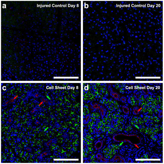 Cells | Free Full-Text | Cell Sheets Restore Secretory Function in ...