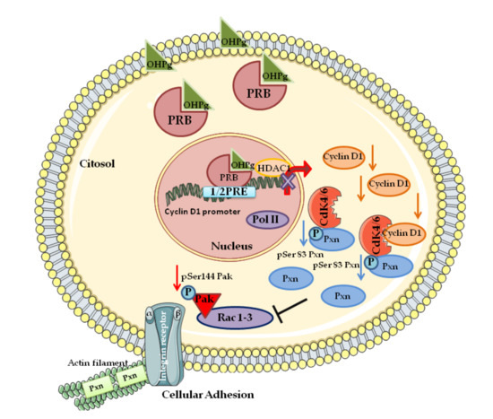Cyclin D1 in Cancer: A Molecular Connection for Cell Cycle Control ...