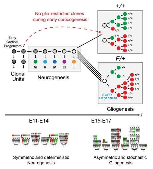 Clonal Analysis of Gliogenesis in the Cerebral Cortex Reveals ...