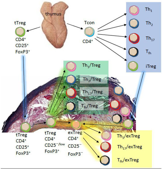 Regulatory T Cell Stability and Plasticity in Atherosclerosis