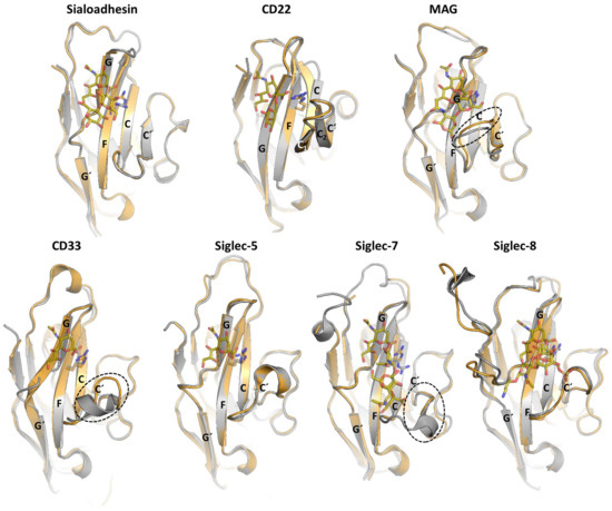 Current Status on Therapeutic Molecules Targeting Siglec Receptors
