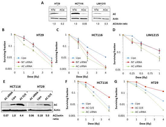Targeting Acid Ceramidase to Improve the Radiosensitivity of Rectal Cancer