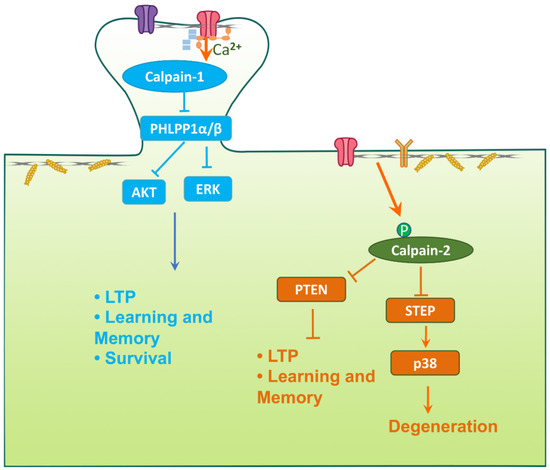 Calpain-1 and Calpain-2 in the Brain: New Evidence for a Critical Role ...