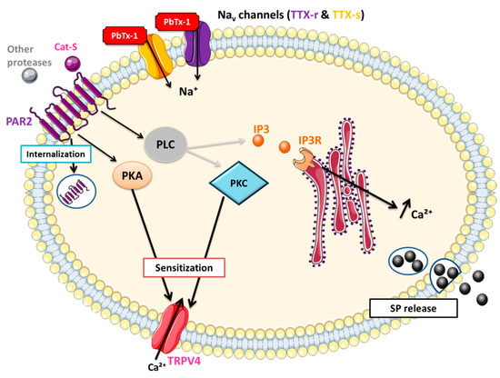 Calcium Increase and Substance P Release Induced by the Neurotoxin ...