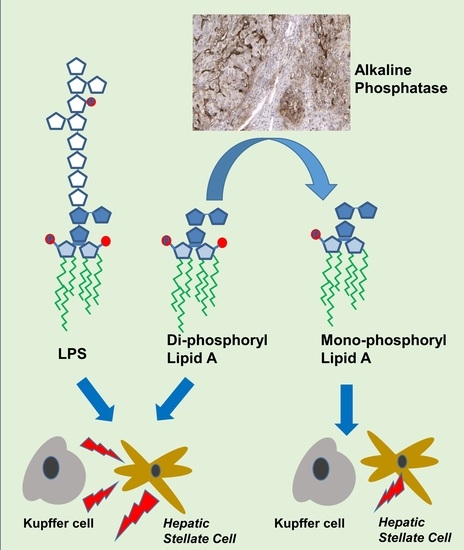 Cells | Free Full-Text | Phosphate Groups in the Lipid A Moiety ...