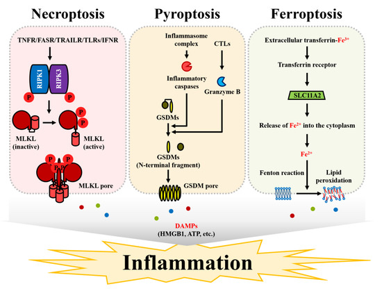 Regulated Necrotic Cell Death in Alternative Tumor Therapeutic Strategies