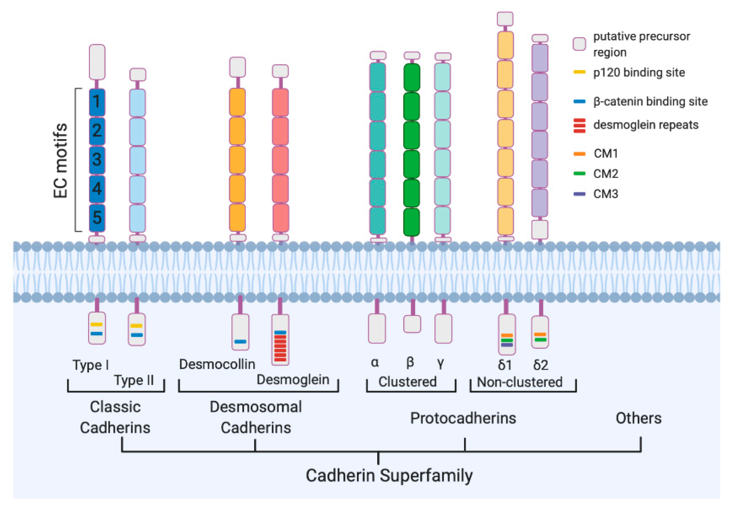 Right Place at the Right Time: How Changes in Protocadherins Affect ...