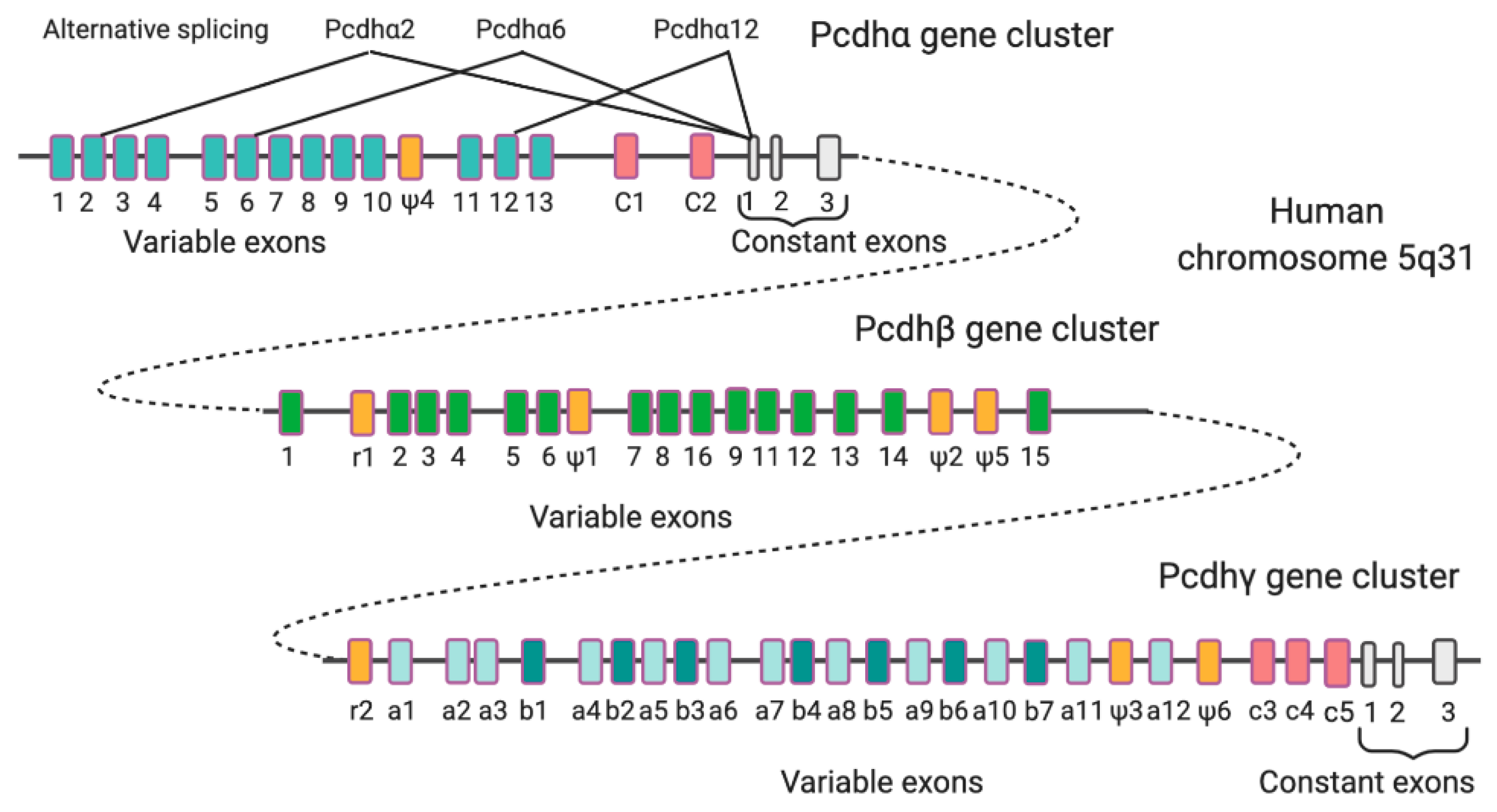 Right Place at the Right Time: How Changes in Protocadherins Affect ...