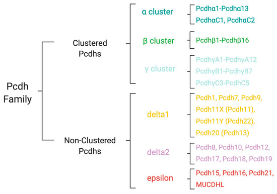 Right Place at the Right Time: How Changes in Protocadherins Affect ...