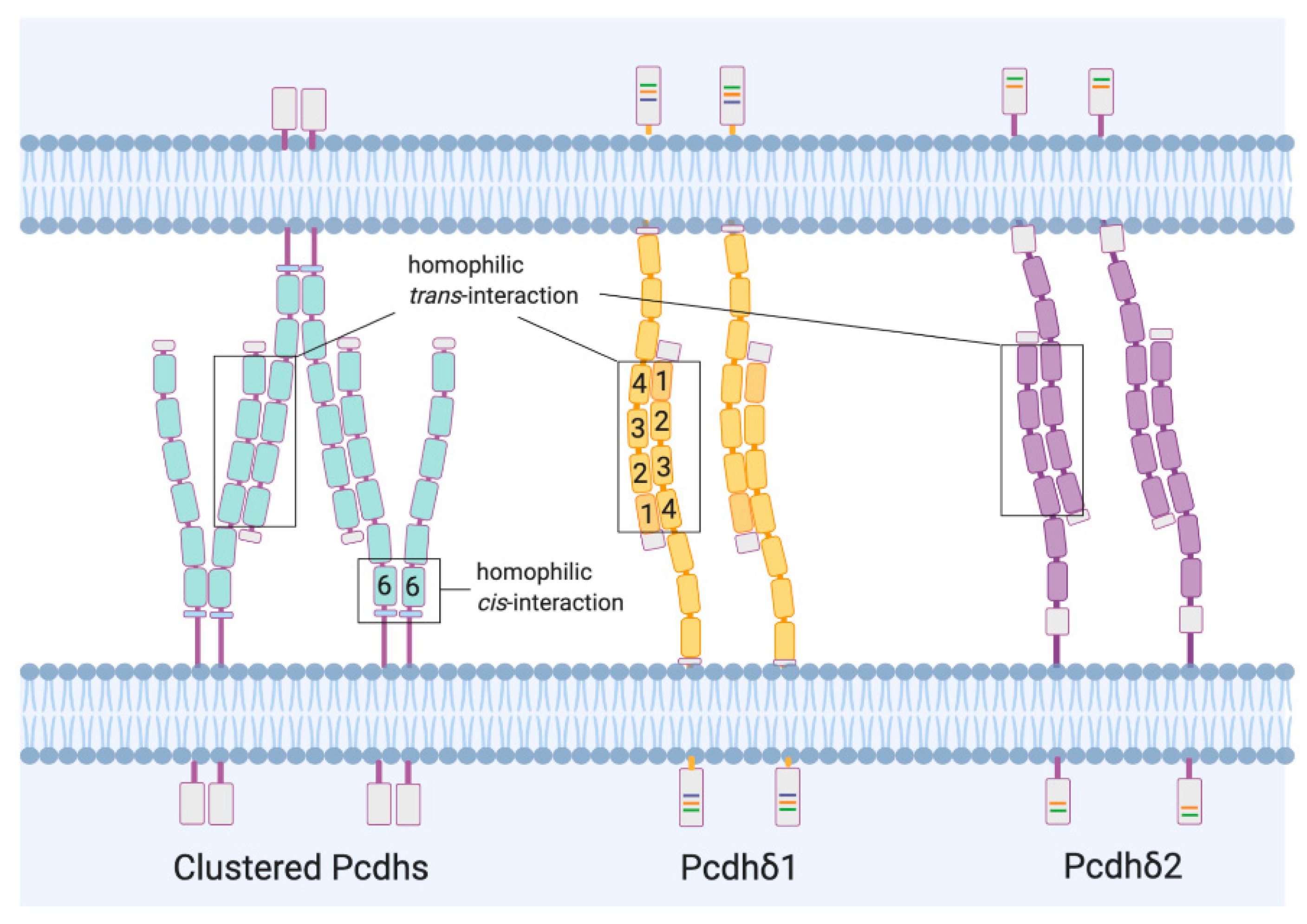 Right Place at the Right Time: How Changes in Protocadherins Affect ...