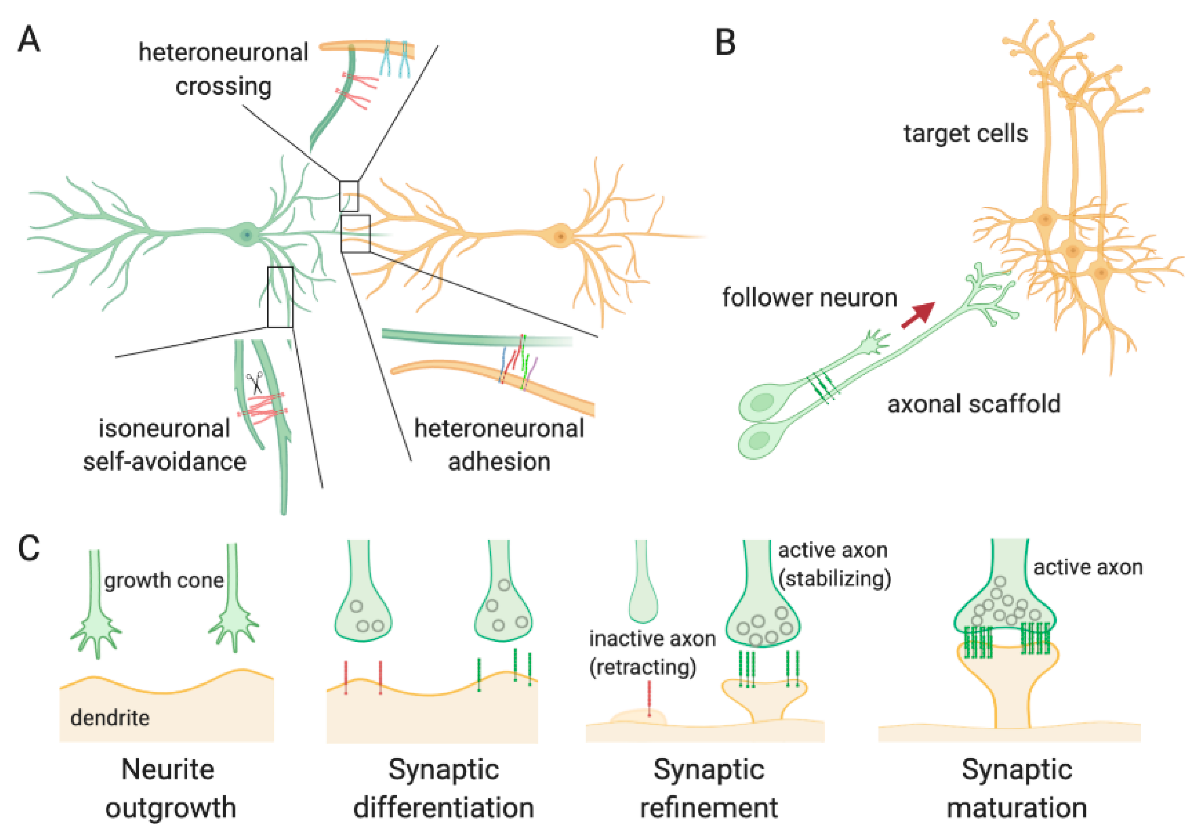 Right Place at the Right Time: How Changes in Protocadherins Affect ...