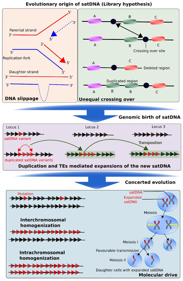 Cells | Free Full-Text | Dark Matter of Primate Genomes: Satellite DNA ...