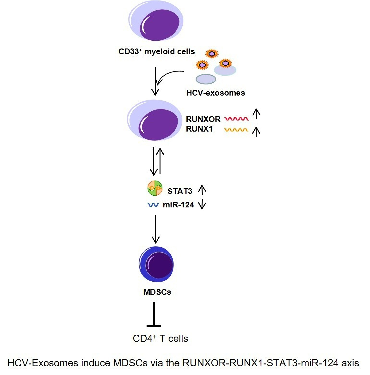Cells | Free Full-Text | HCV-Associated Exosomes Upregulate RUNXOR and RUNX1 Expressions to ...