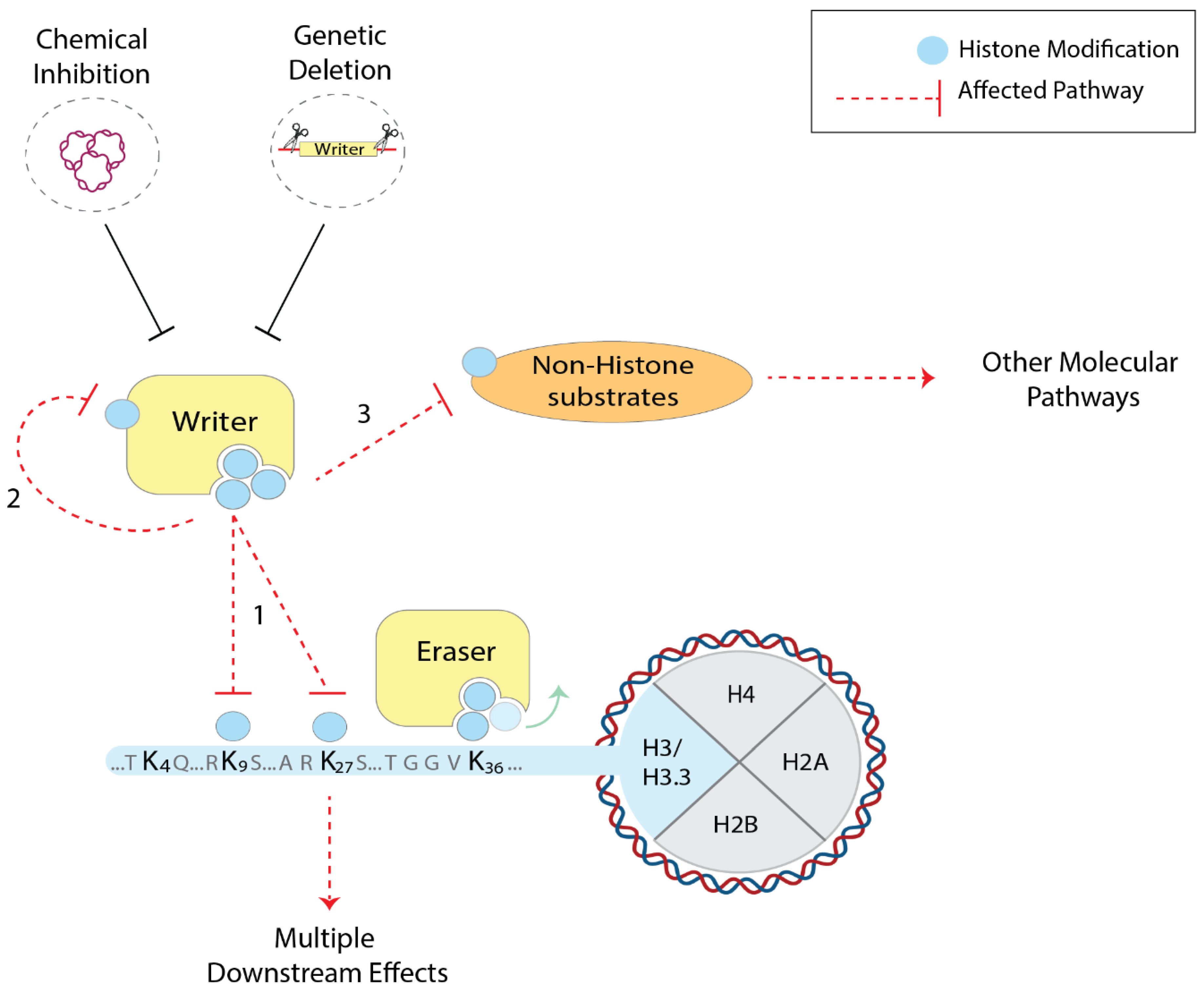 Histone Variant H3.3 Mutations in Defining the Chromatin Function in ...