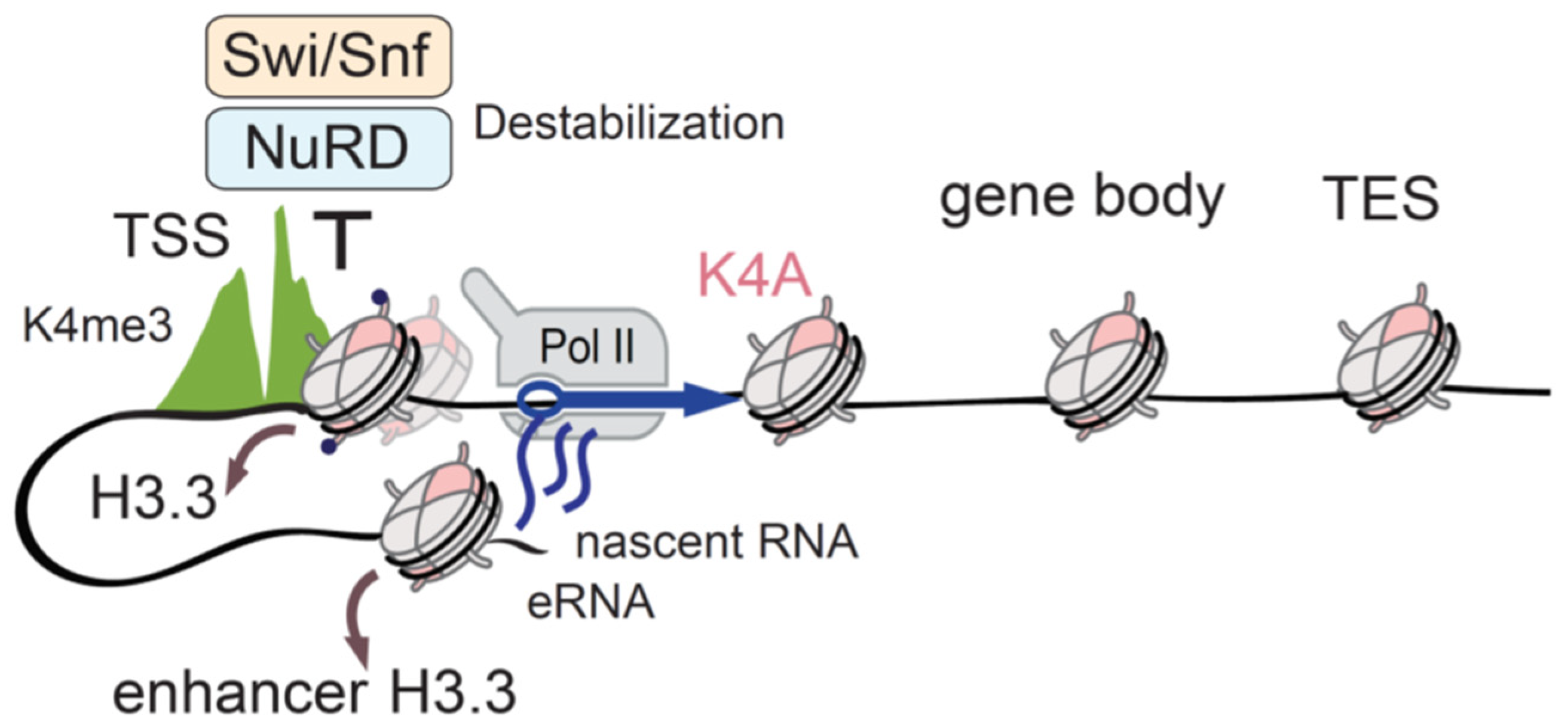Cells | Free Full-Text | Histone Variant H3.3 Mutations in Defining the Chromatin Function in ...