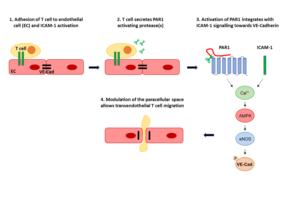 Cells | Free Full-Text | Endothelial Protease Activated Receptor 1 ...