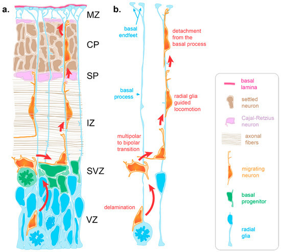 Ariadne’s Thread in the Developing Cerebral Cortex: Mechanisms Enabling ...