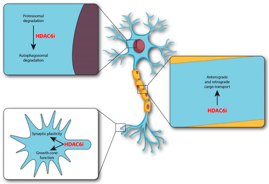 HDAC6 in Diseases of Cognition and of Neurons