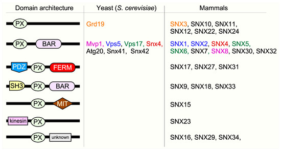 Sorting Nexins in Protein Homeostasis