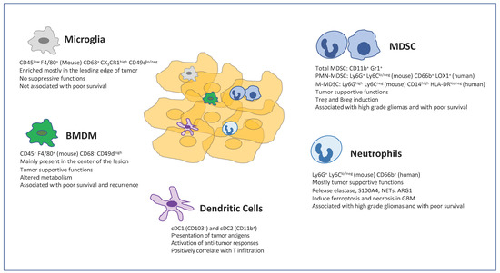 Myeloid Cells in Glioblastoma Microenvironment
