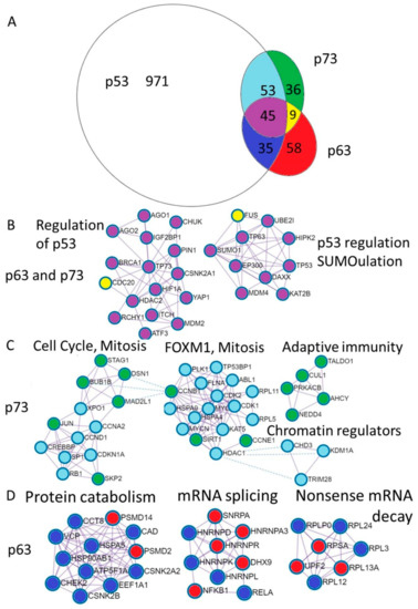 Distinct p63 and p73 Protein Interactions Predict Specific Functions in ...