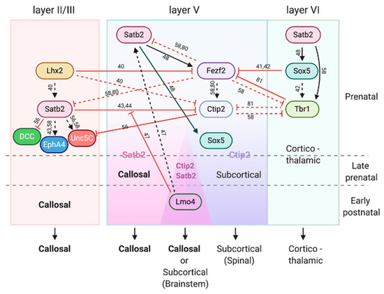 New Molecular Players in the Development of Callosal Projections