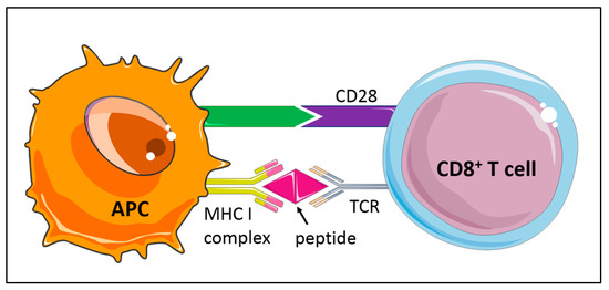 CD8+ T Cells in Atherosclerosis