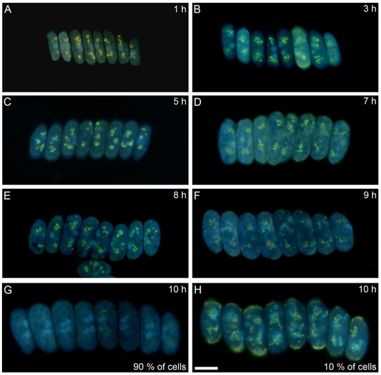 Comparing Biochemical and Raman Microscopy Analyses of Starch, Lipids ...
