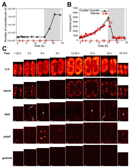 Comparing Biochemical and Raman Microscopy Analyses of Starch, Lipids ...
