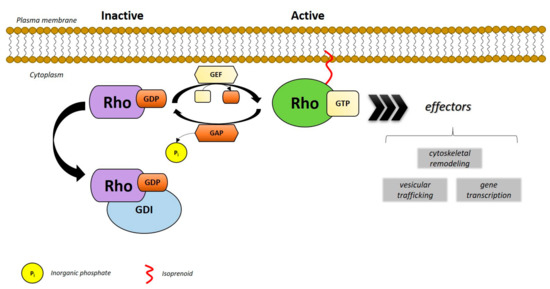 Rho GTPases as Key Molecular Players within Intestinal Mucosa and GI ...