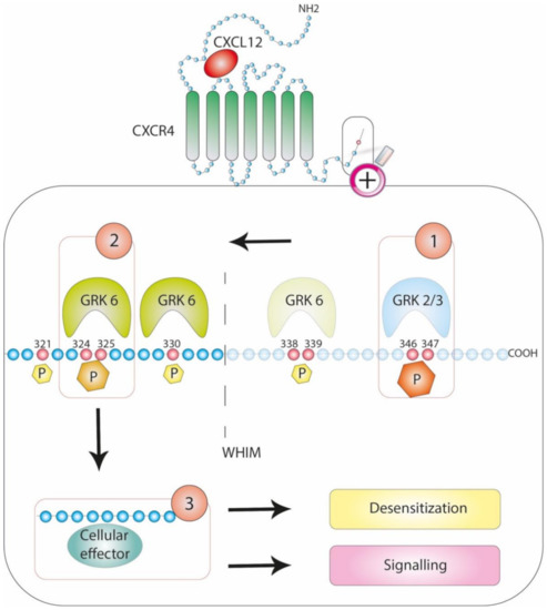 The G Protein-Coupled Receptor Kinases (GRKs) in Chemokine Receptor ...