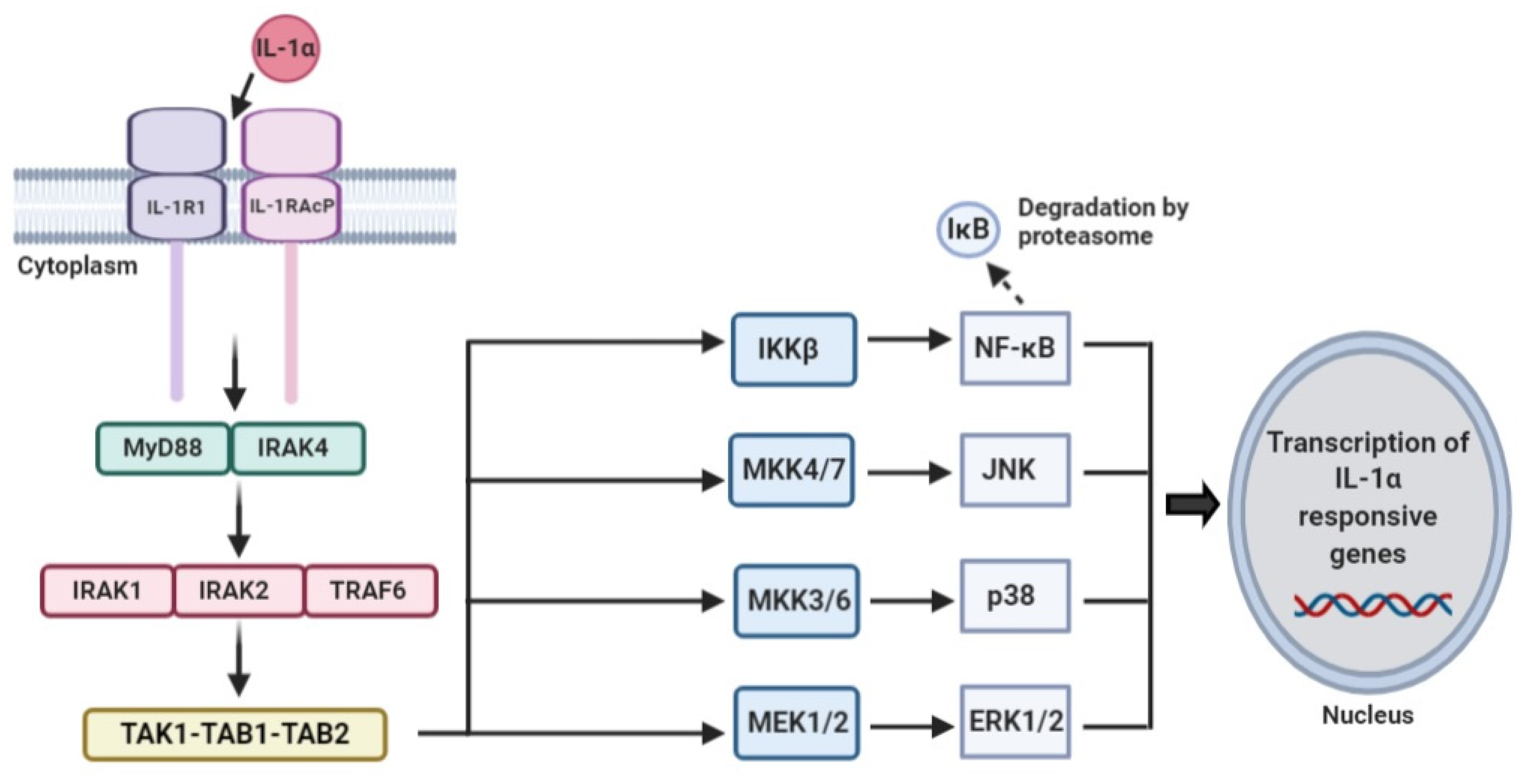 IL-1α Processing, Signaling and Its Role in Cancer Progression