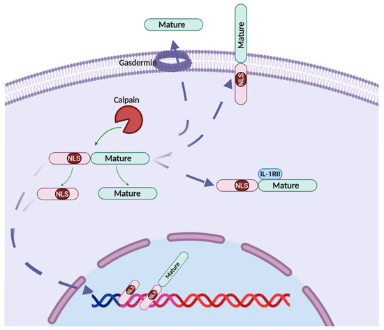 IL-1α Processing, Signaling and Its Role in Cancer Progression