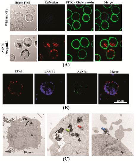 Impact of Gold Nanoparticles on the Functions of Macrophages and ...