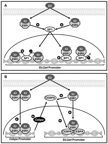 Estrogen and Glycemic Homeostasis: The Fundamental Role of Nuclear ...