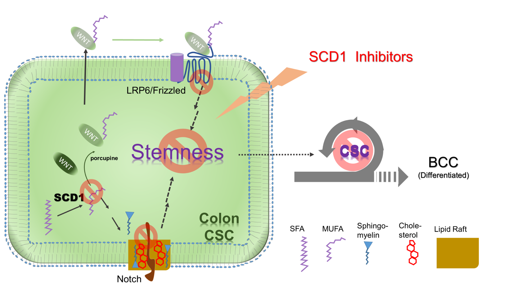 Cells | Free Full-Text | Targeting a Lipid Desaturation Enzyme, SCD1 ...