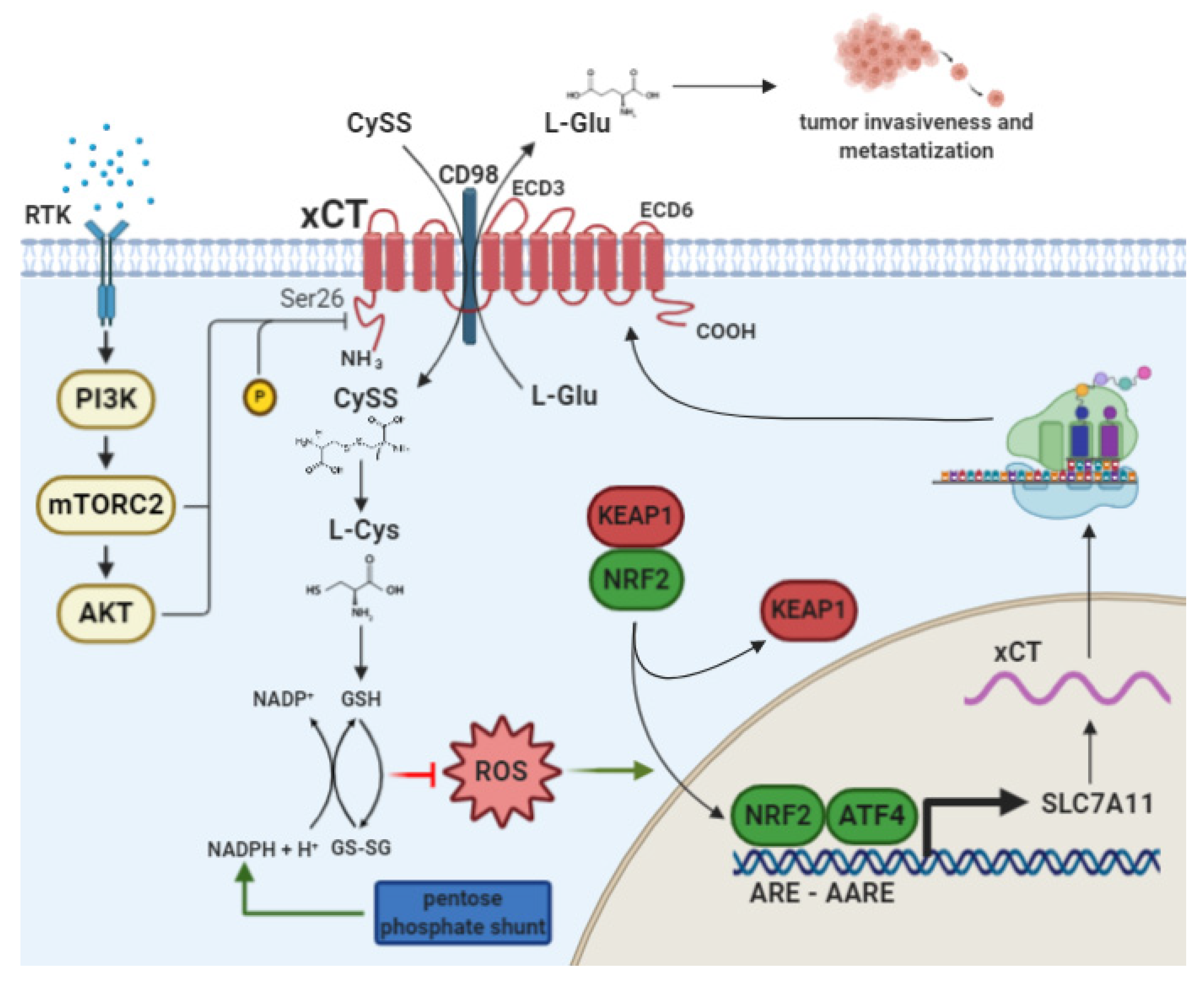 Cells Free Full Text Tumor Associated Antigen Xct And Mutant P53 As