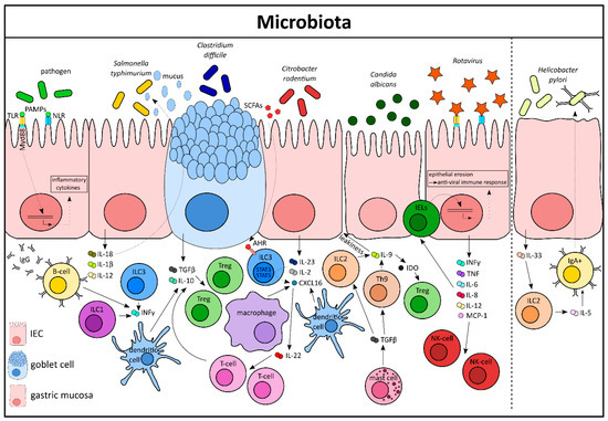 Cytokine-Mediated Crosstalk between Immune Cells and Epithelial Cells in the Gut