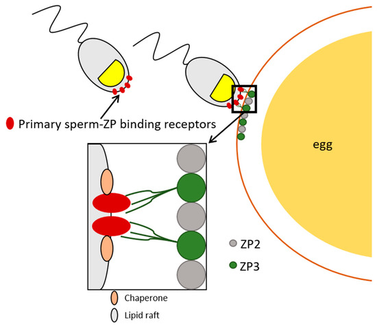 Ligands and Receptors Involved in the Sperm-Zona Pellucida Interactions ...