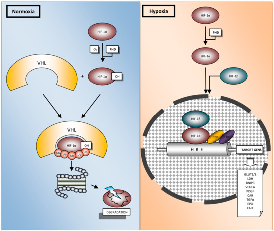 Mimicking Tumor Hypoxia in Non-Small Cell Lung Cancer Employing Three ...