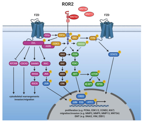 The WNT/ROR Pathway in Cancer: From Signaling to Therapeutic Intervention