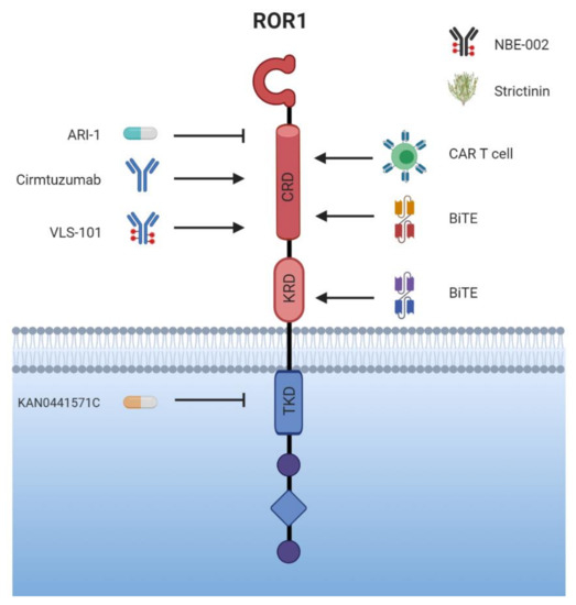 The WNT/ROR Pathway in Cancer: From Signaling to Therapeutic Intervention