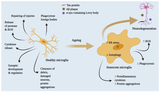 Microglial Turnover in Ageing-Related Neurodegeneration: Therapeutic ...