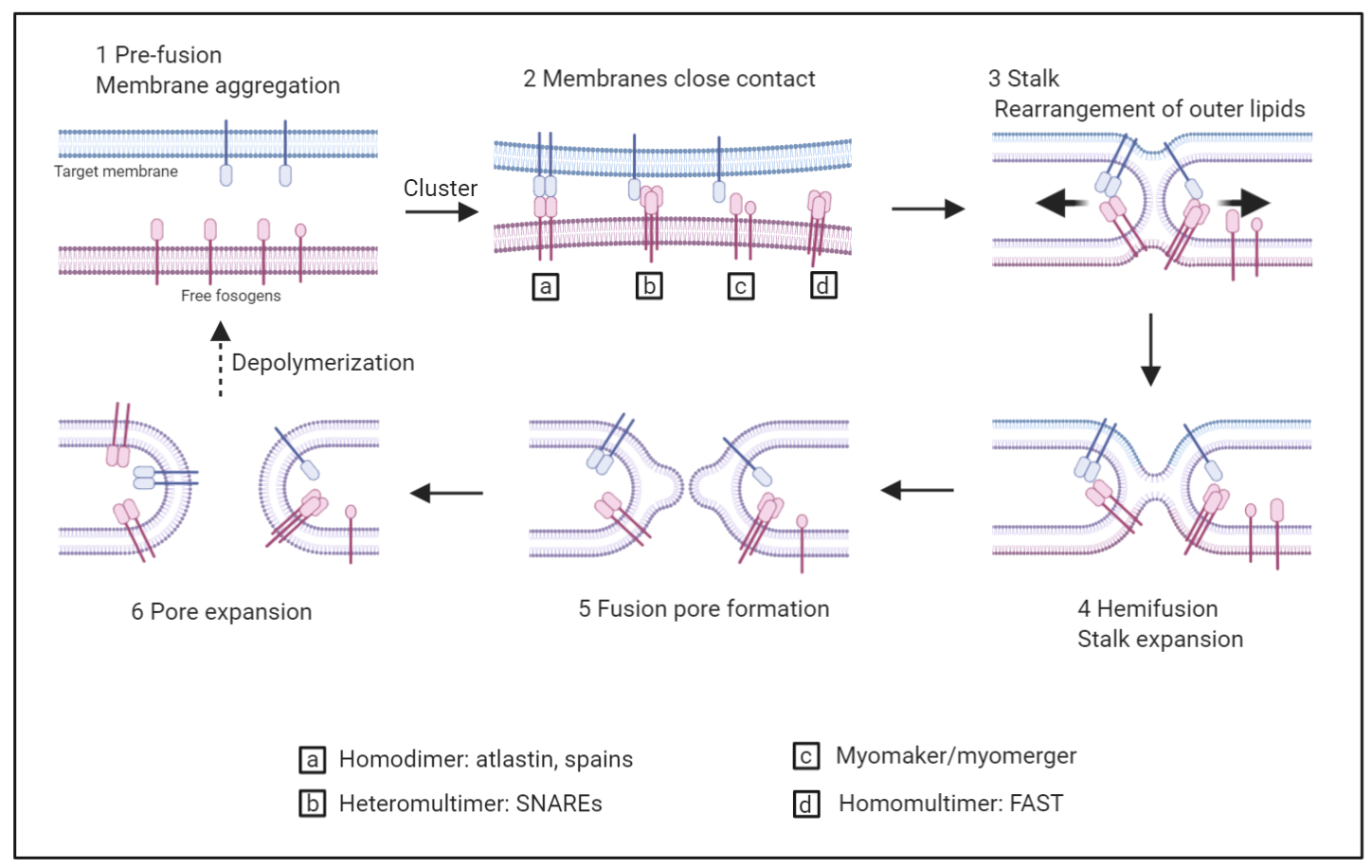 Cells | Free Full-Text | Structural Insights into Membrane Fusion ...