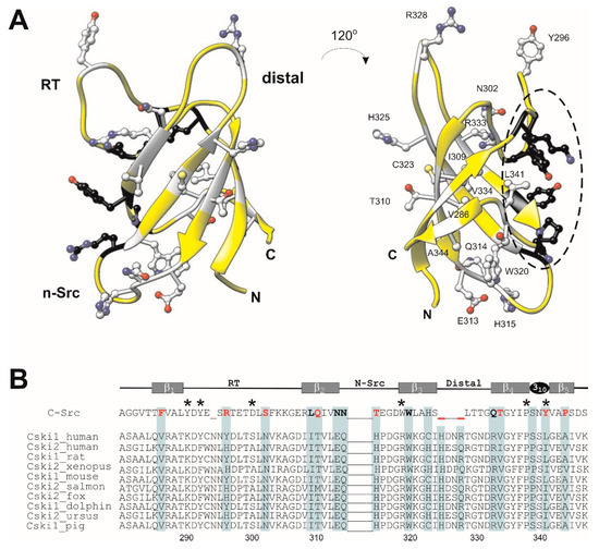 Cells | Special Issue : SH2 and SH3 Domains: Cellular Signalling and ...