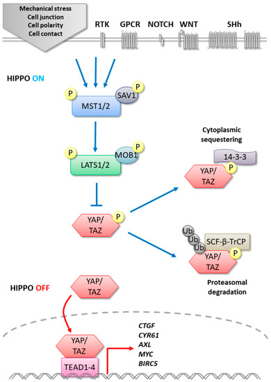 Hippo Signaling Pathway in Gliomas
