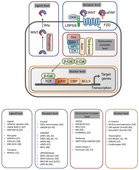 Effect of Interventions in WNT Signaling on Healing of Cardiac Injury ...